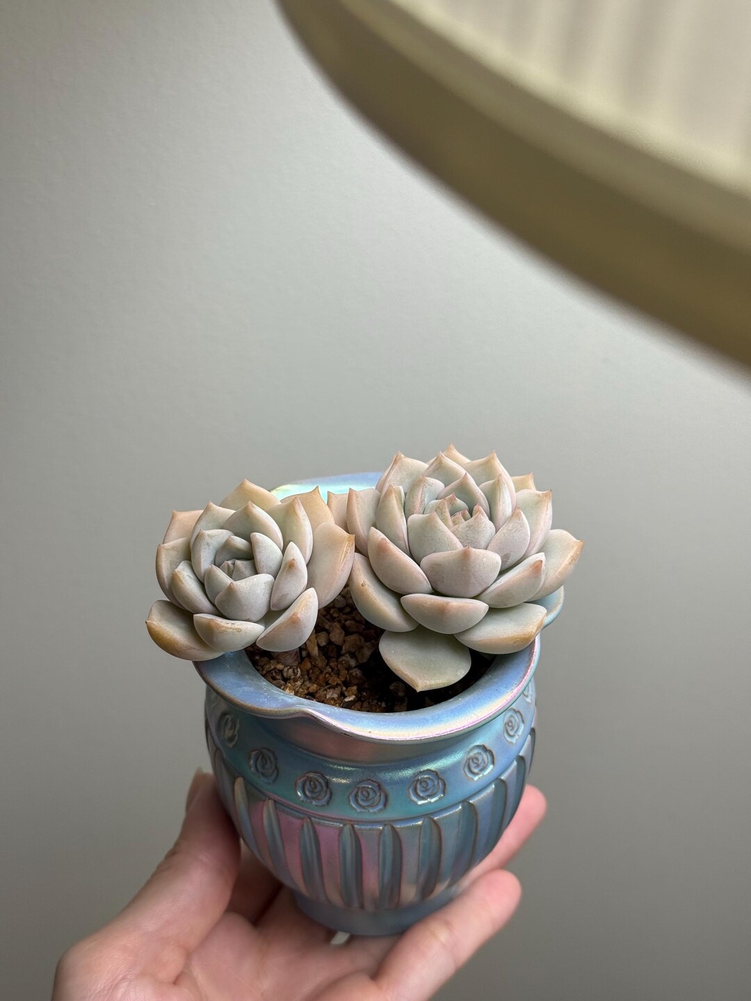 Rare Succulents Graptoveria 'titubans' - Etsy