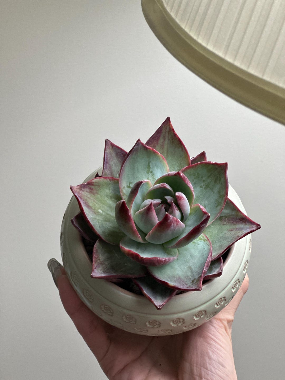 Rare Succulents Echeveria Agavoides 'casio' With Pots Import From Korea ...