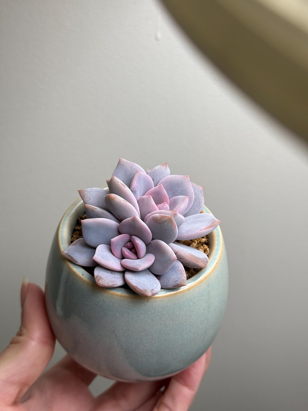 Rare Succulents Echeveria Import From Korea - Etsy