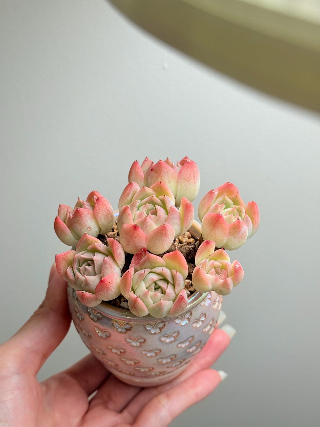 Rare "chinese Jade" Without Pot - Etsy