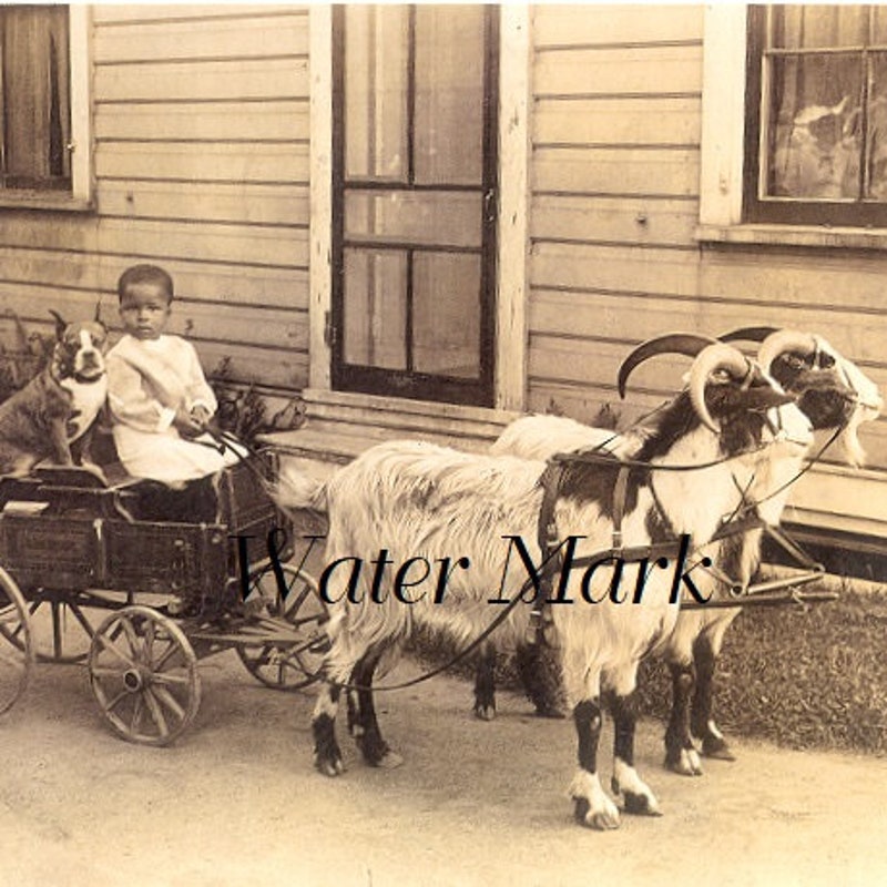 Goat Cart - Etsy