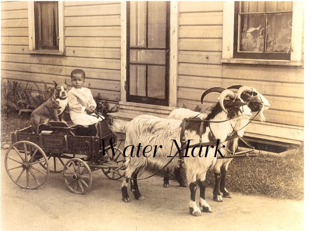 Goat Cart for sale | Only 3 left at -75%