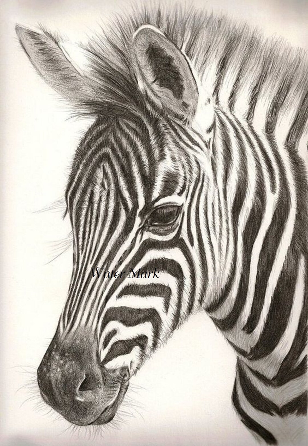 Zebra Head Image*spectacular Color*instant Digital Download - Etsy