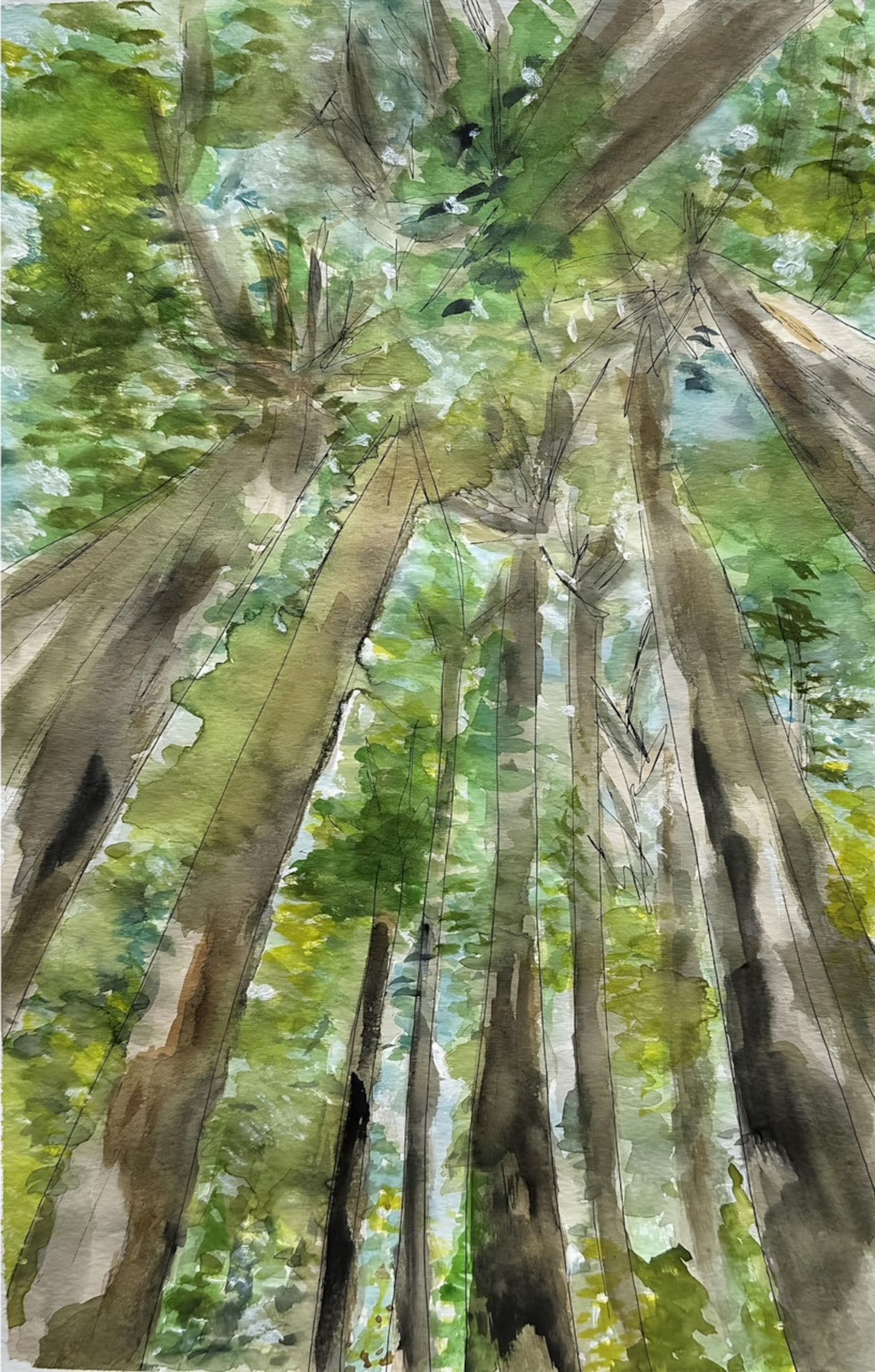 Muir Woods Watercolor Print, Tree Art Print, Nature Inspired Art ...