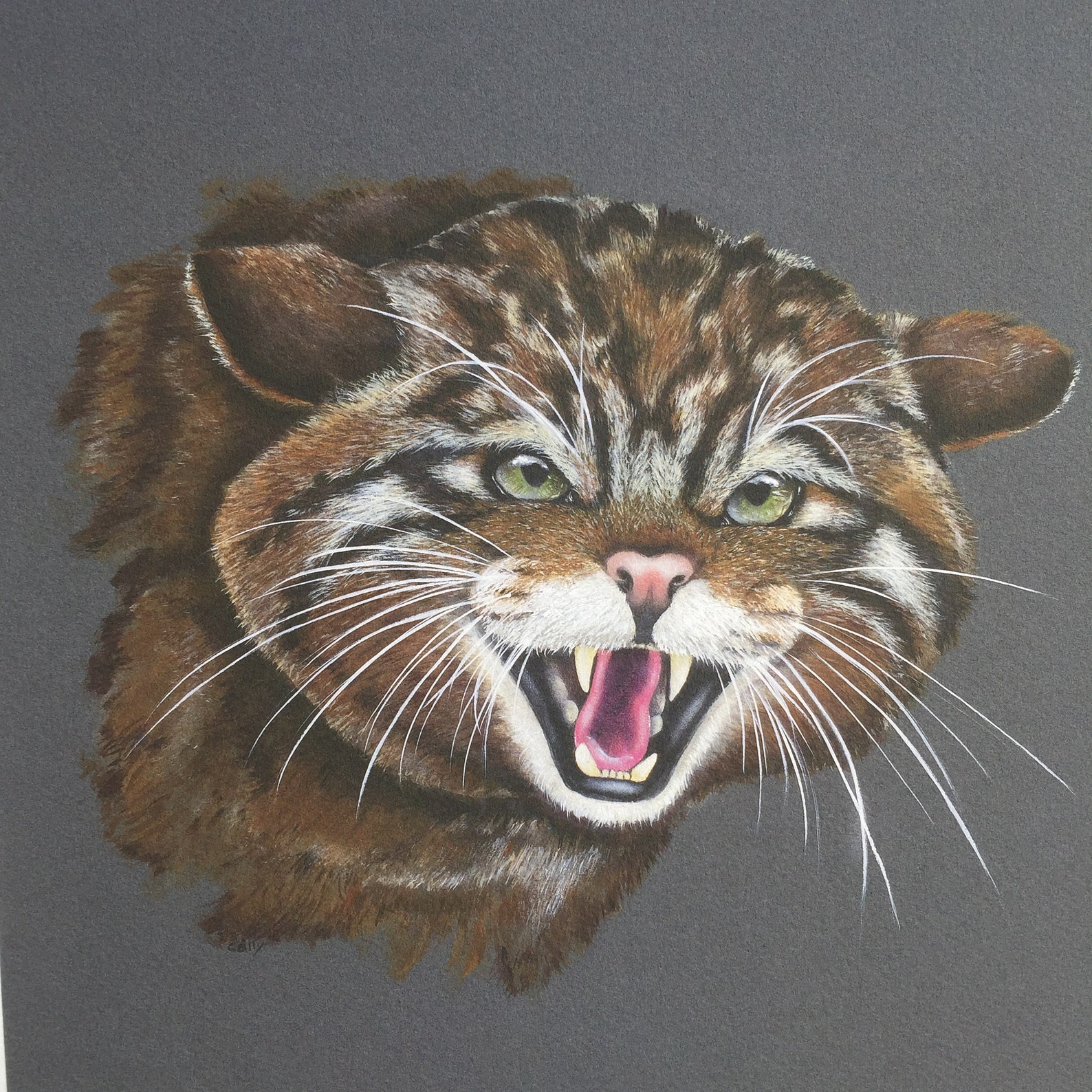 Scottish Wildcat Fine Art Print. Scottish Wildlife. Endangered - Etsy