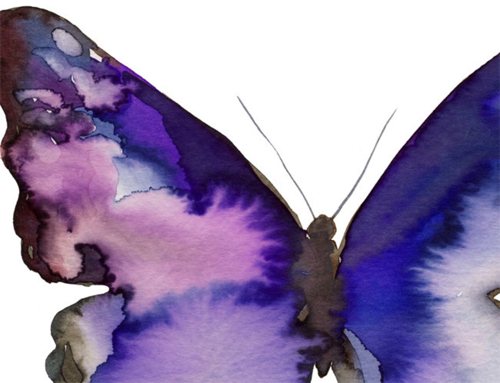 Blue Violet Butterfly Papillon Art Print - Archival Fine Art Print ...