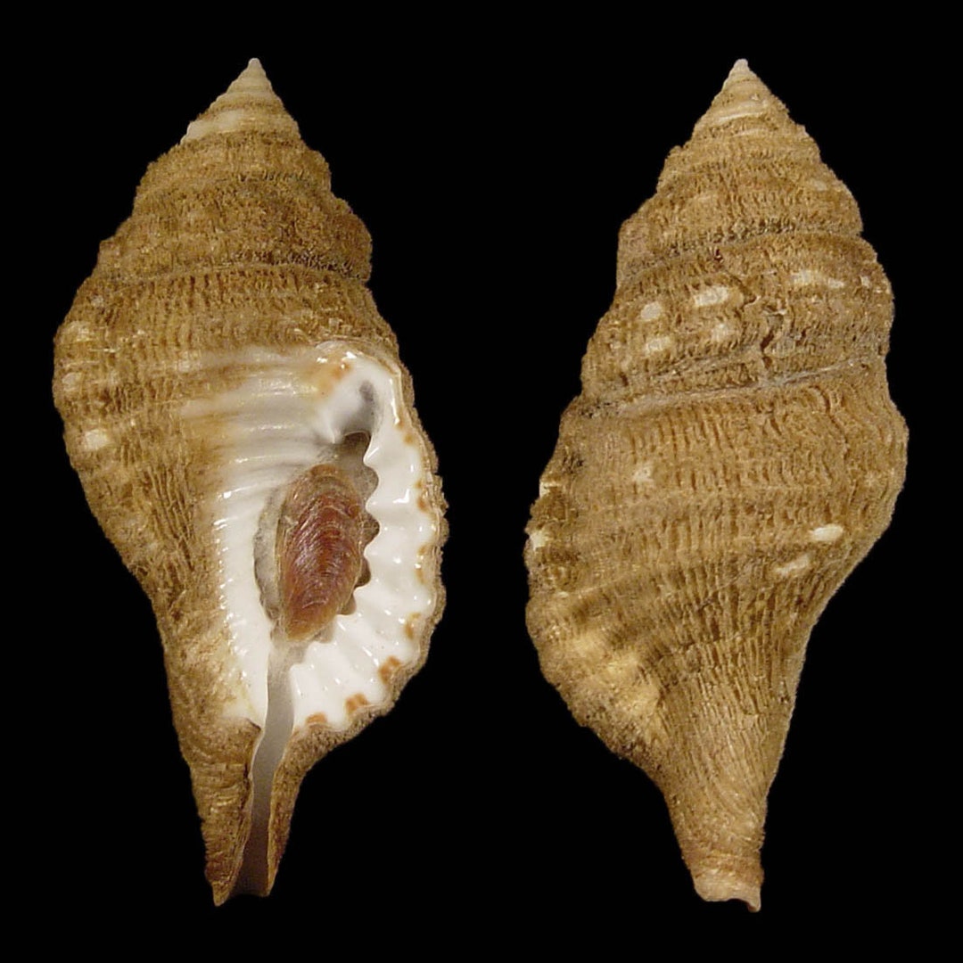 Monoplex Corrugatus, Seashells Scientific Collection, Triton Shell, Seashell for Collectors ...