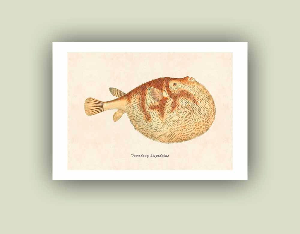 Balloon Fish Prints, Sea Life Creatures, Marine Decor, Nautical Art ...