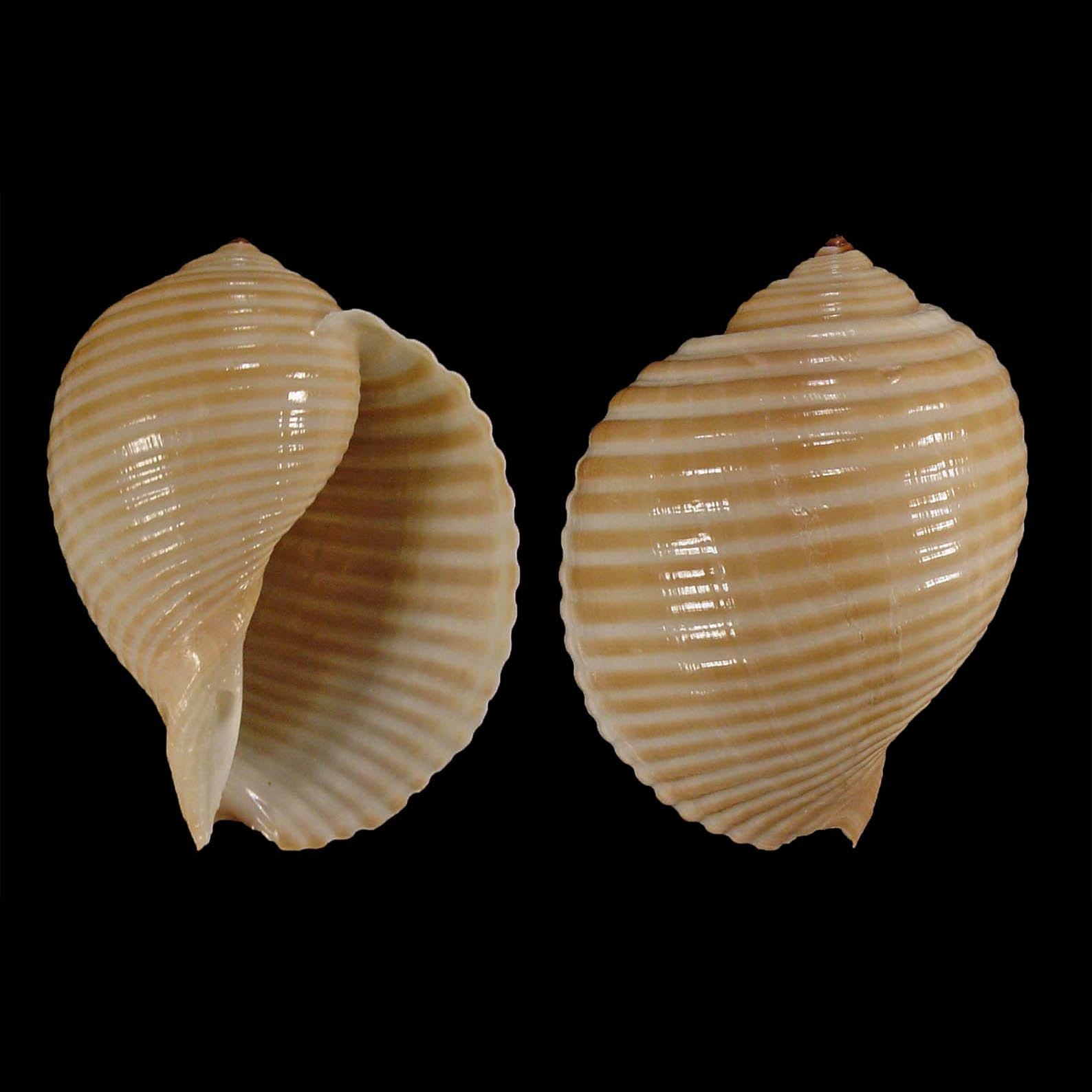 Tonna Galea, Seashells Scientific Collection, Tun Shells, Seashell for ...