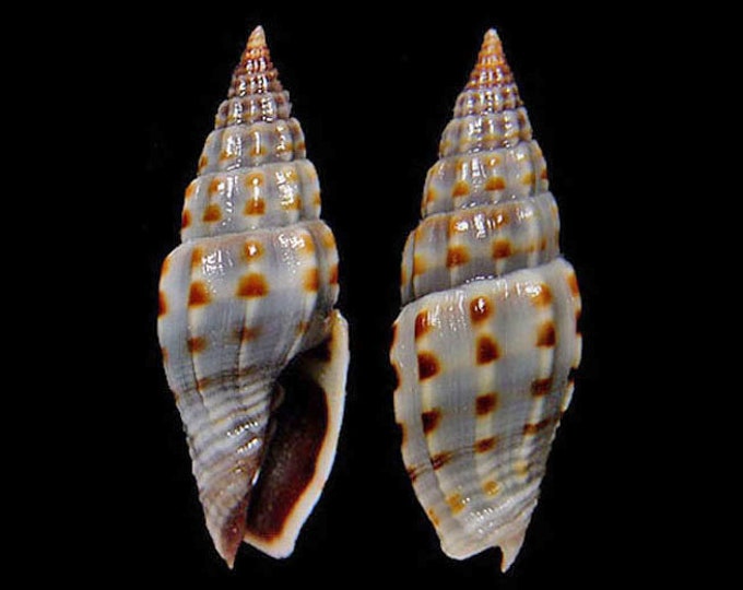 Vexillum Deshayesii Seashell, Seashells Scientific Collection ...