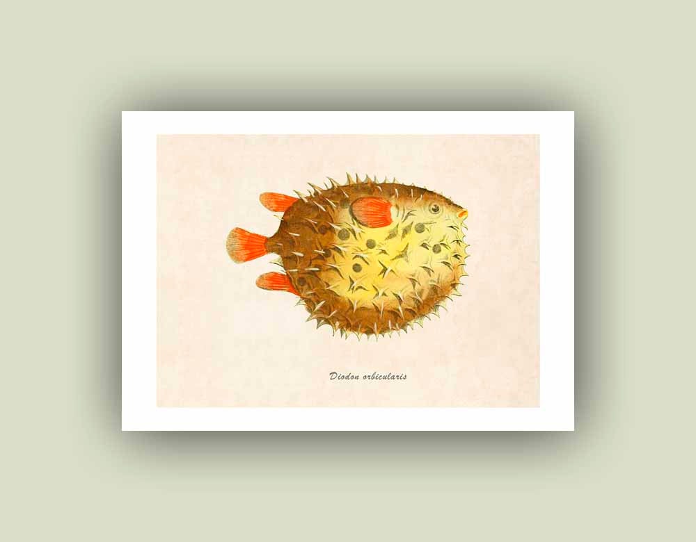 Balloon Fish Prints, Sea Life Creatures, Marine Decor, Nautical Art ...