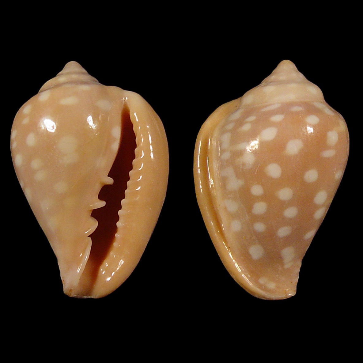 Marginella Goodalli, Seashells Scientific Collection, Margin Shell ...