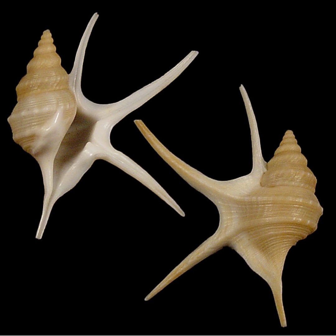 Aporrhais Pesgallinae Seashell, Specimen Seashell for Collectors ...