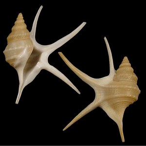 Aporrhais Pesgallinae Seashell, Specimen Seashell for Collectors ...