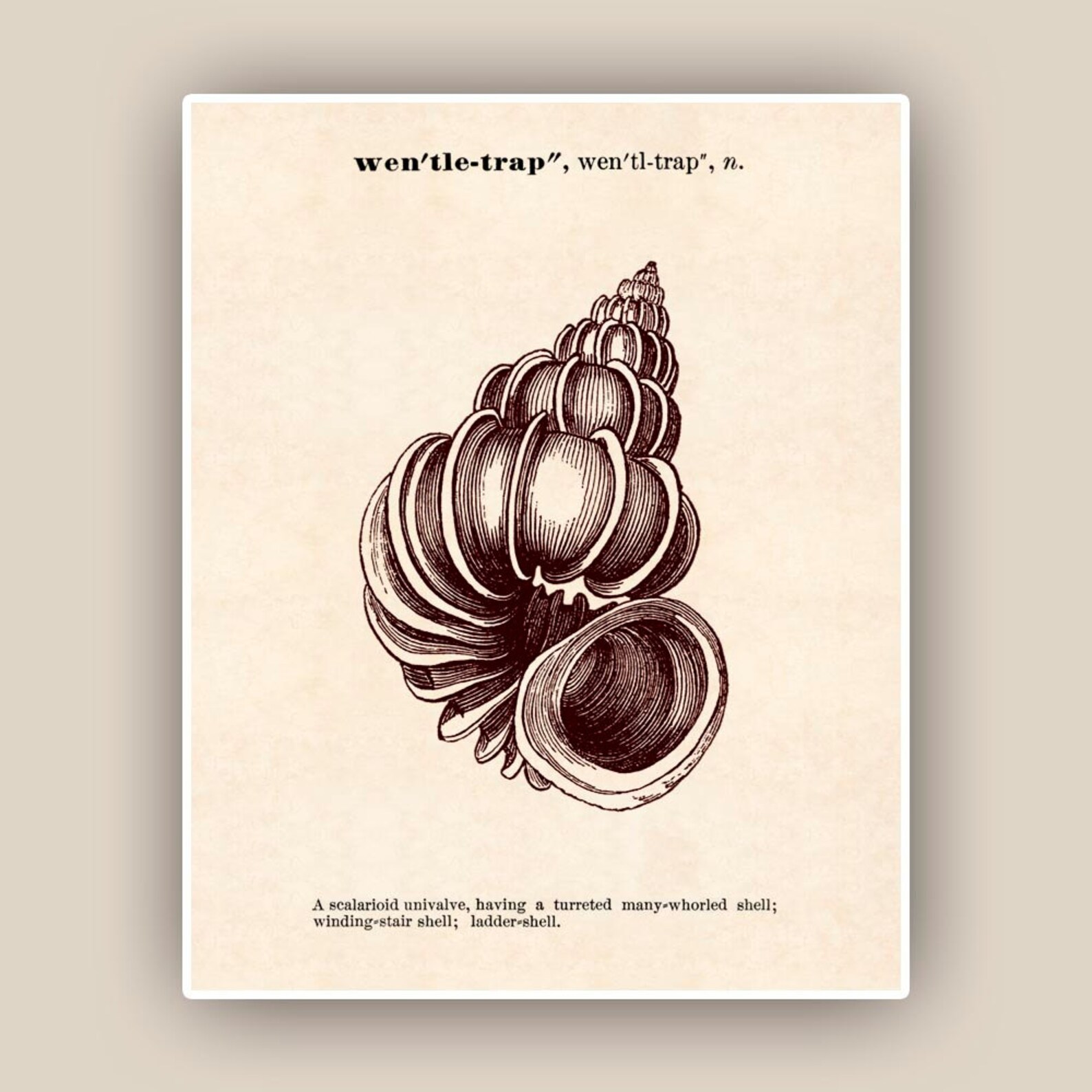 Nautical Art, Seashell Art, Wentletrap Shell Print, Marine Wall Decor ...