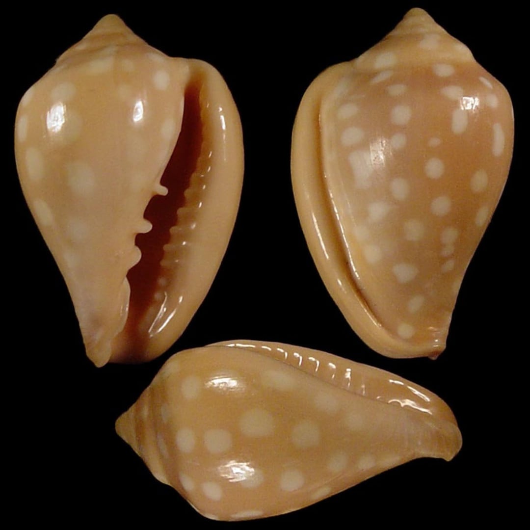 Marginella Goodalli Seashells Scientific Collection Margin - Etsy