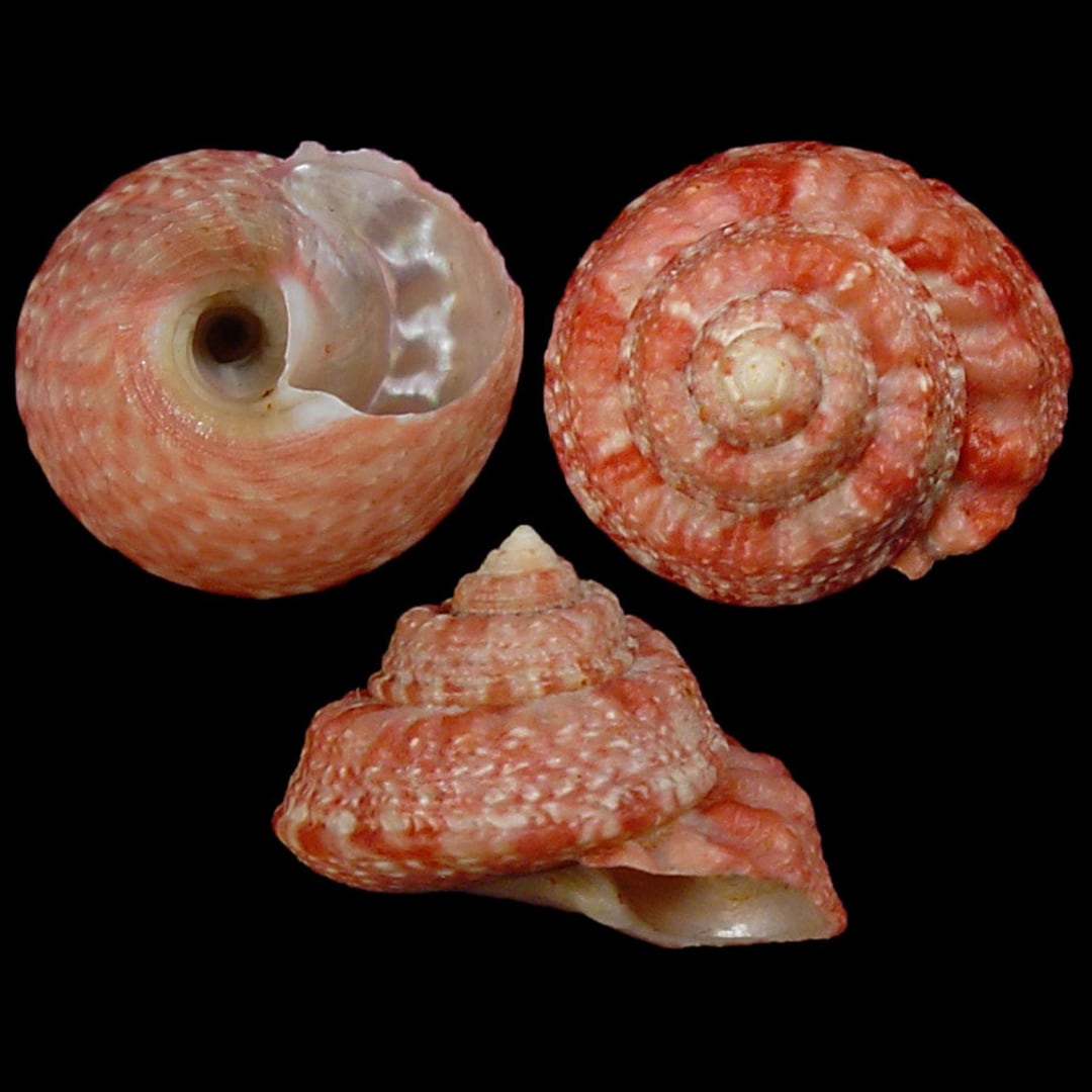 Gibbula Magus Seashell Specimen Seashell for Collectors Top - Etsy