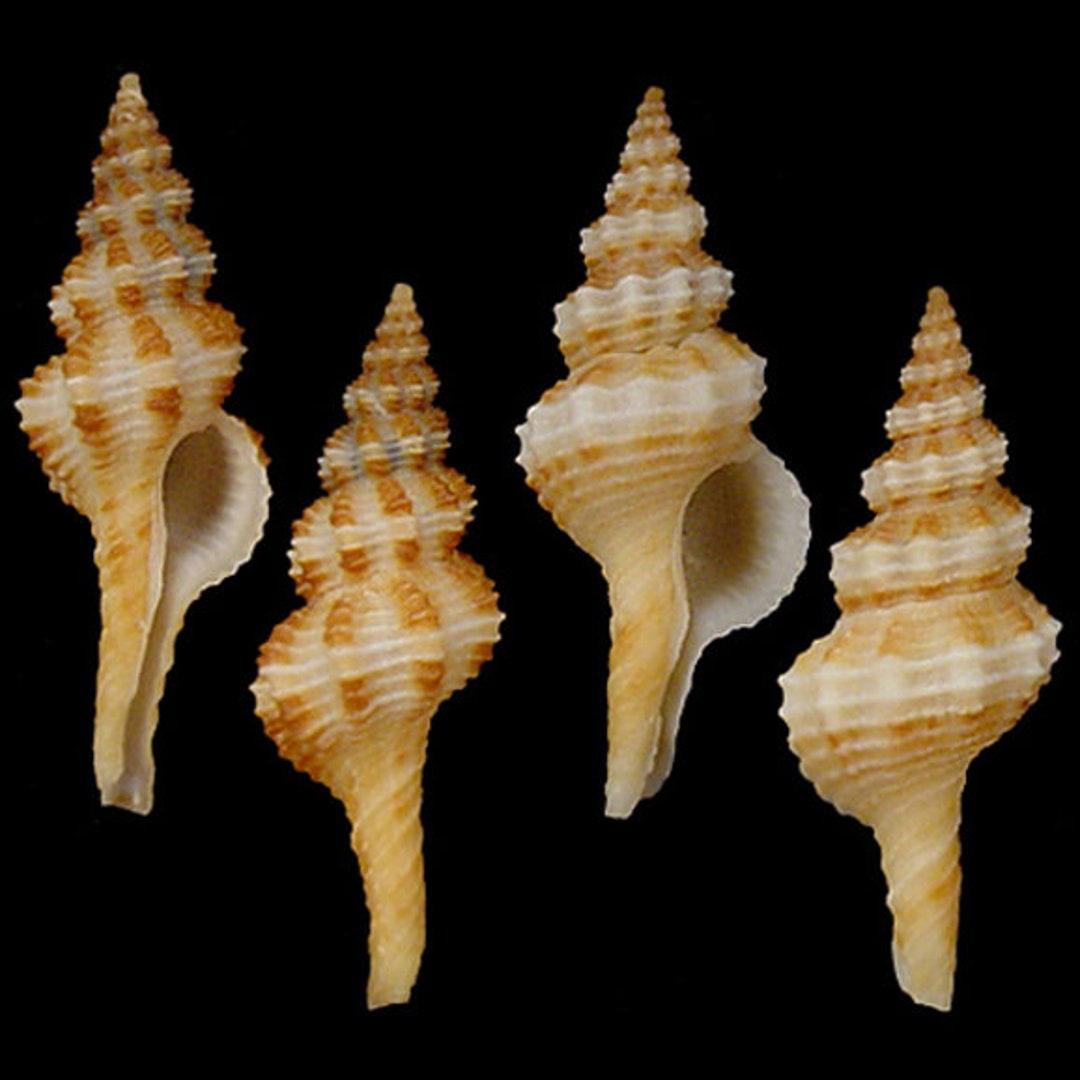 Fusinus Pulchellus, Specimen Seashell for Collectors, Spindle Shells ...