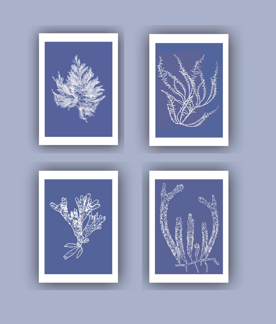Cyanotype Impressions, Ocean Pressed Seaweed Print, Blue Sea Grass Set ...
