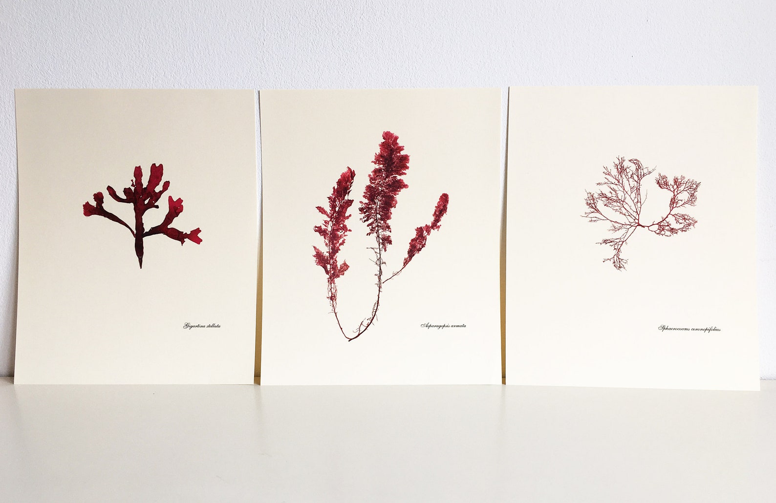 Real Seaweed Art Pressed Seaweed Prints Set of 3 Handpressed - Etsy