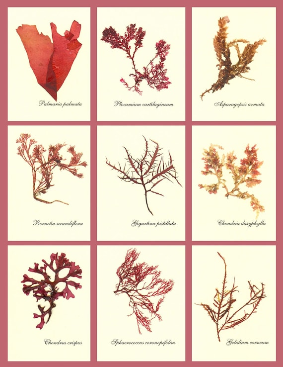 Pressed Seaweed Art