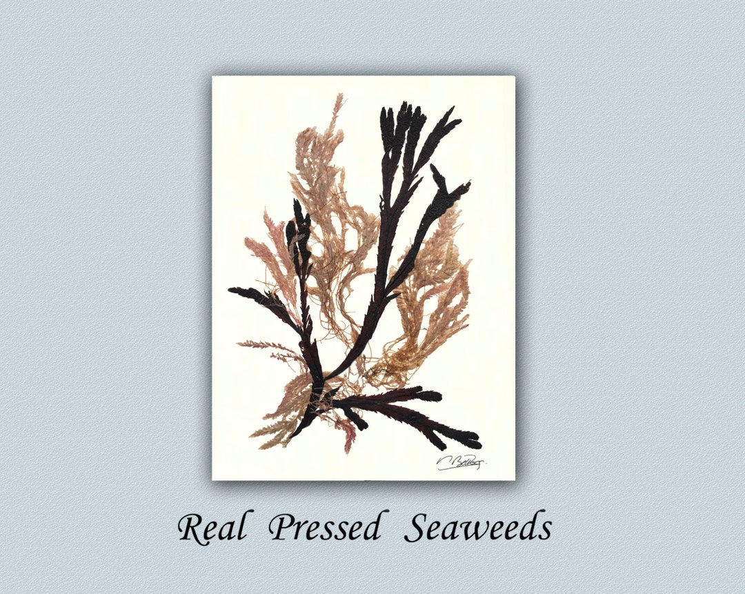 Pressed Algae Print Eco-friendly Oceanic Art: Custom Sea Algae Collage ...
