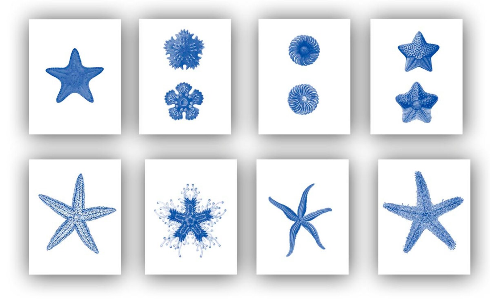 Starfish Prints, Make Your Own Display, Collection Ocean Star Fish ...