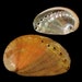 Tectonatica Sagraiana, Seashells Scientific Collection, Moon Snails, Seashell for Collectors ...