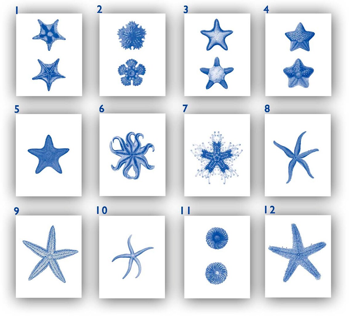 Starfish Prints, Make Your Own Display, Collection Ocean Star Fish ...