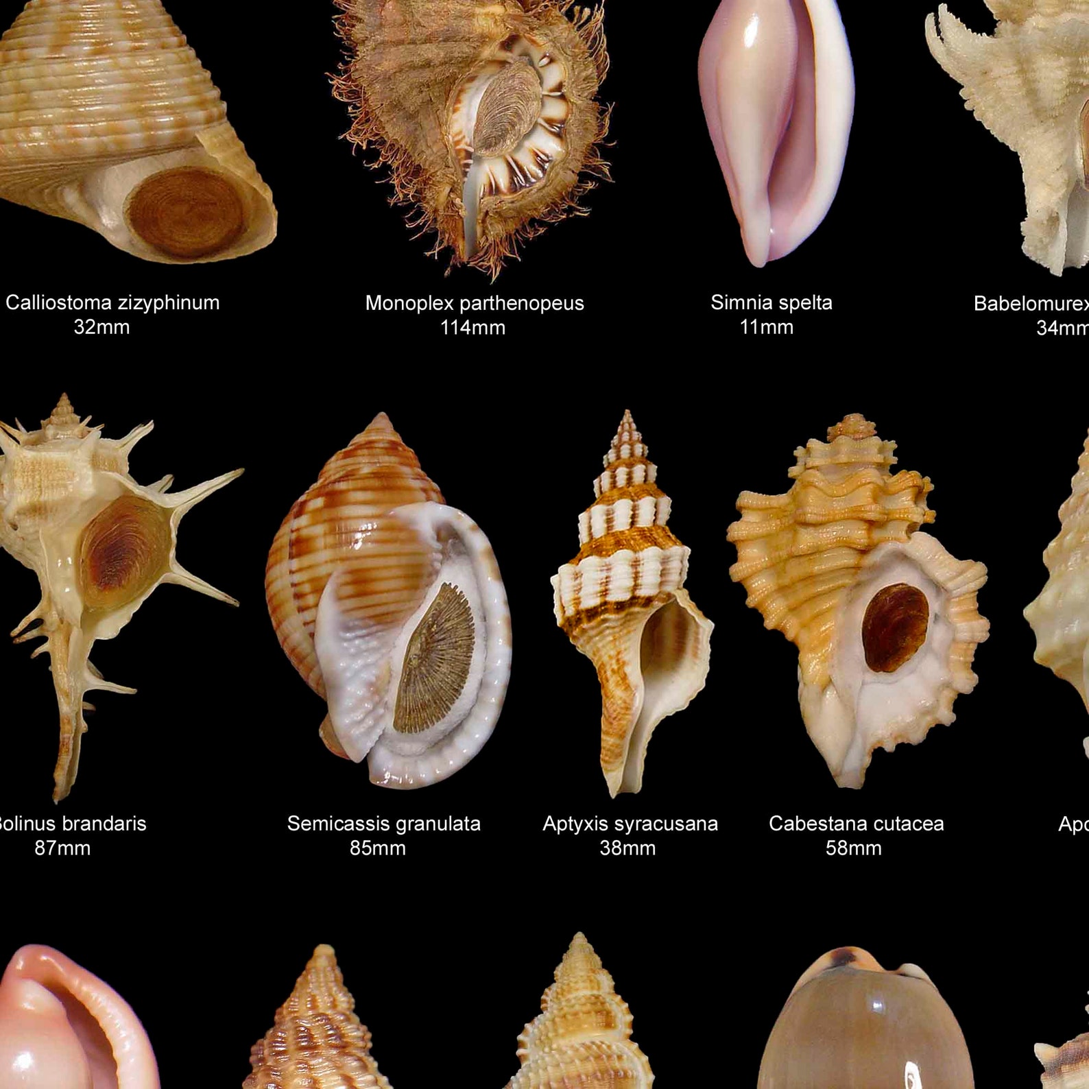 Italienische Muscheln Druck Italien Meer Leben Dekor Italien | Etsy