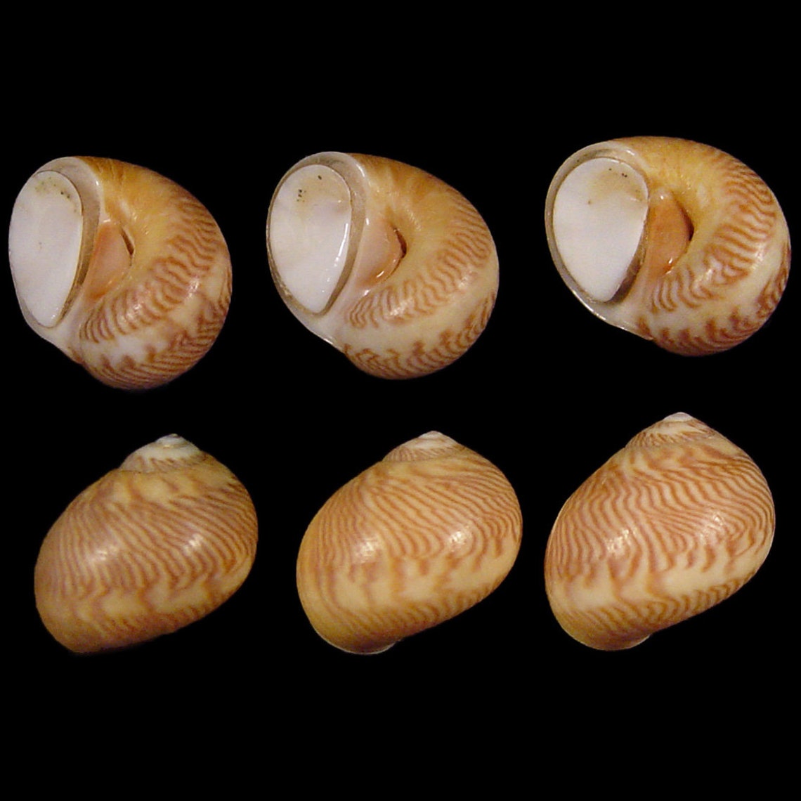 Tectonatica Sagraiana, Seashells Scientific Collection, Moon Snails, Seashell for Collectors ...