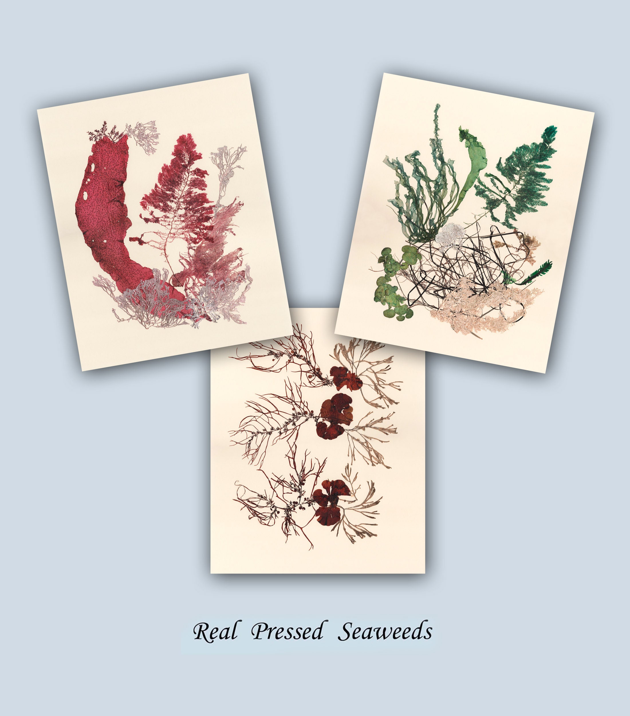 Fine Art Print, Set of 3, Reproduction of My Seaweed Art, Limited Ed ...