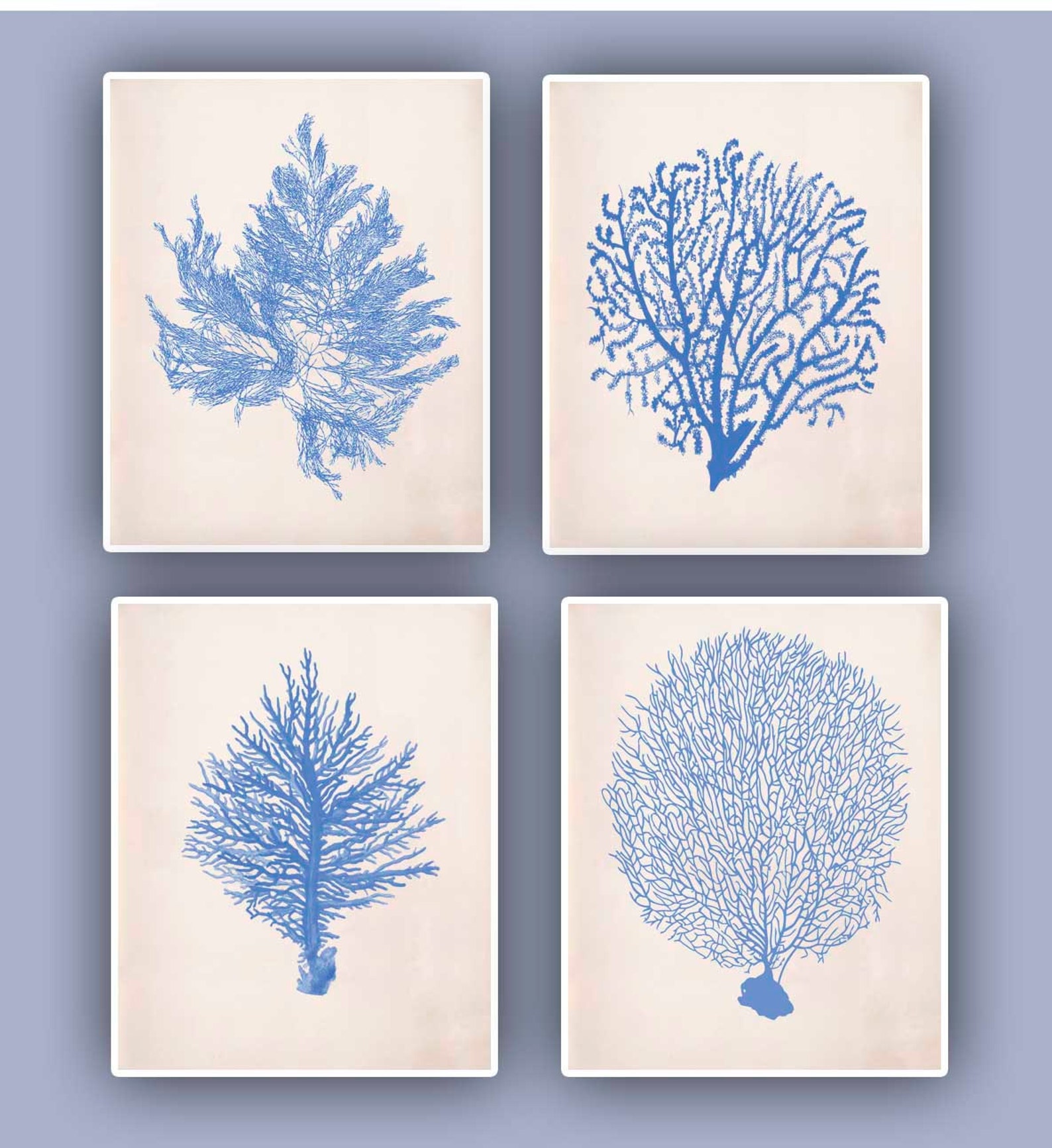 Nautical Prints Sea Coral Fan Prints, Modern Vintage Inspired by Coral ...