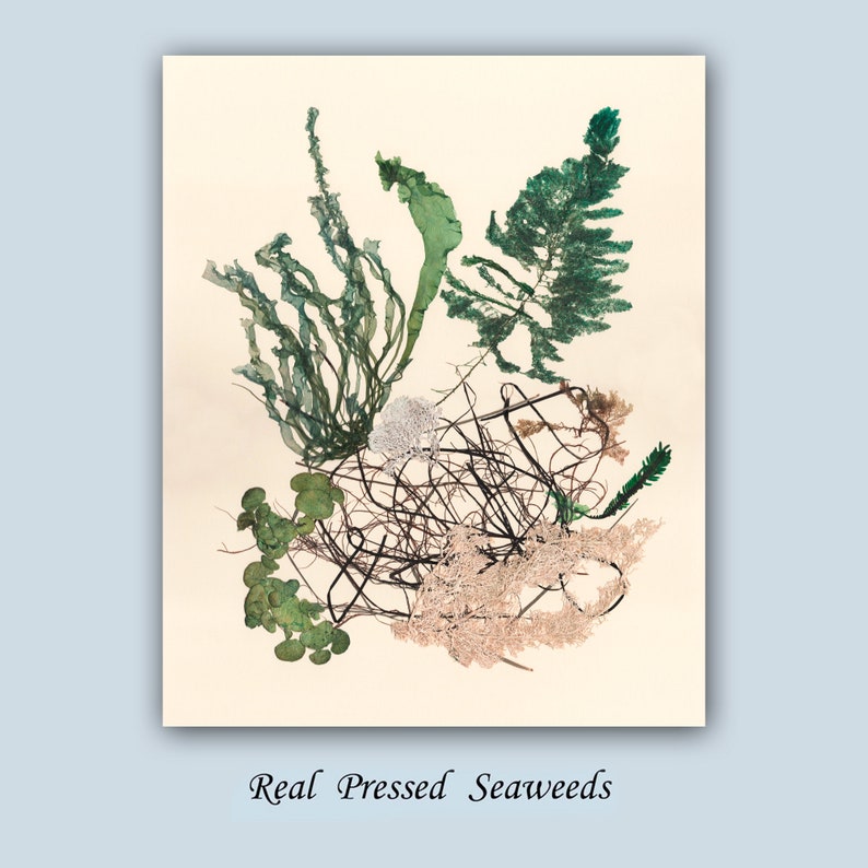 Fine Art Print, Set of 3, Reproduction of My Seaweed Art, Limited Ed ...