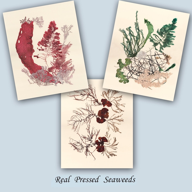Fine Art Print, Set of 3, Reproduction of My Seaweed Art, Limited Ed ...