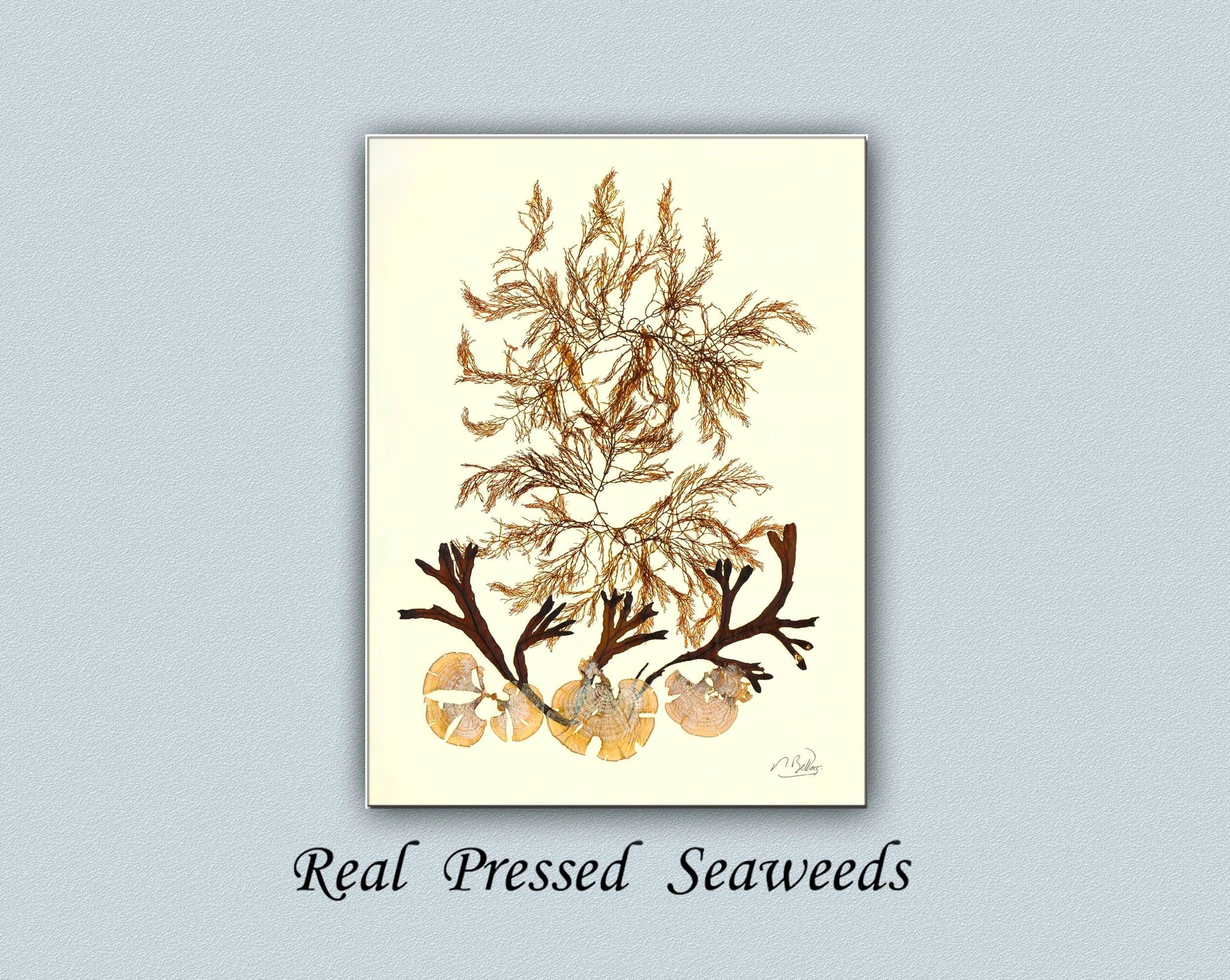 Fine Art Print, Algae Poster Seaweed Art, Signed, Algae Pressing ...