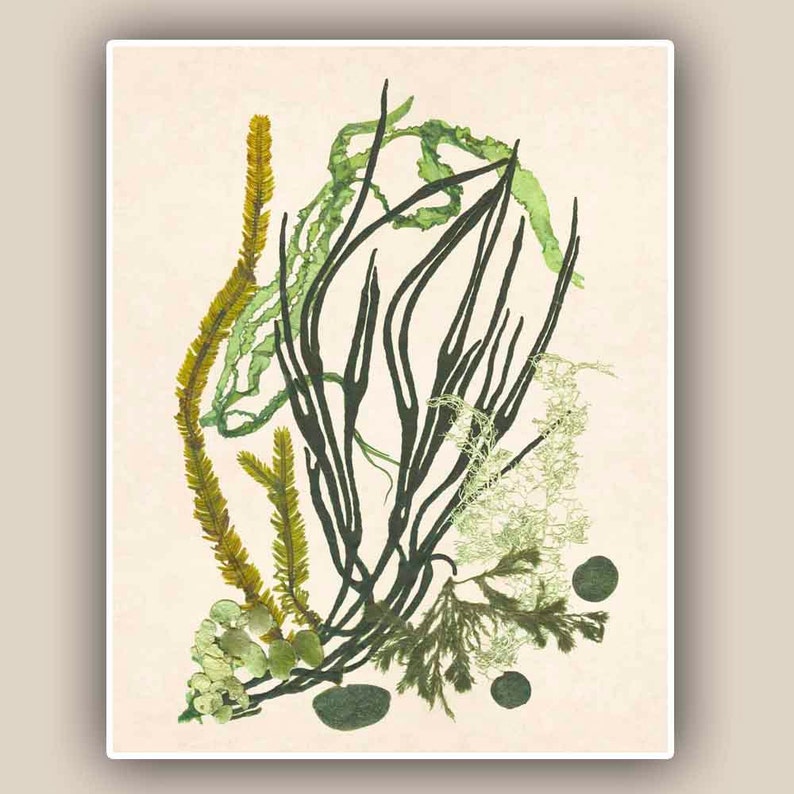 Seaweed Artwork Print, Pressed Seaweed Art, Ocean Art, Nautical Art ...