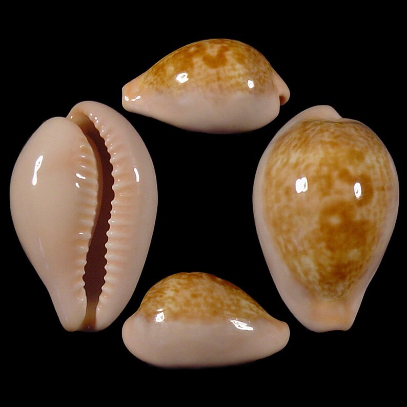 Cypraea Petitiana, Seashells Scientific Collection, Cowry Shell ...
