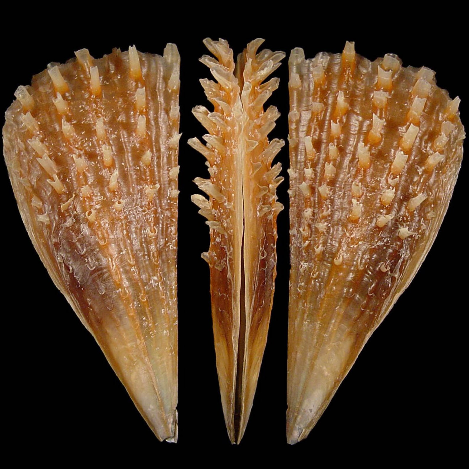 Pinna Rudis Seashell, Seashells Scientific Collection, Spiny Pen ...