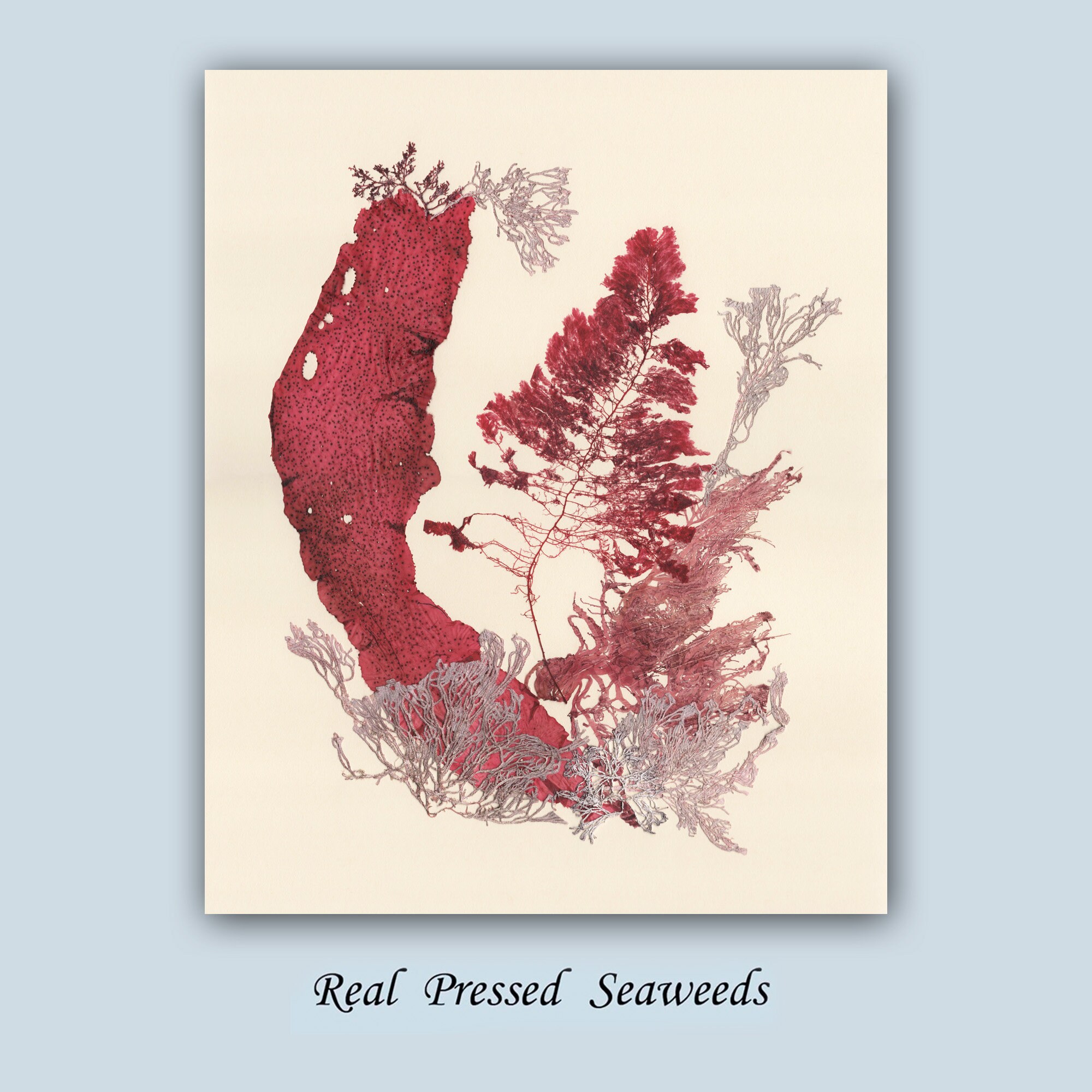 Fine Art Print, Set of 3, Reproduction of My Seaweed Art, Limited Ed ...
