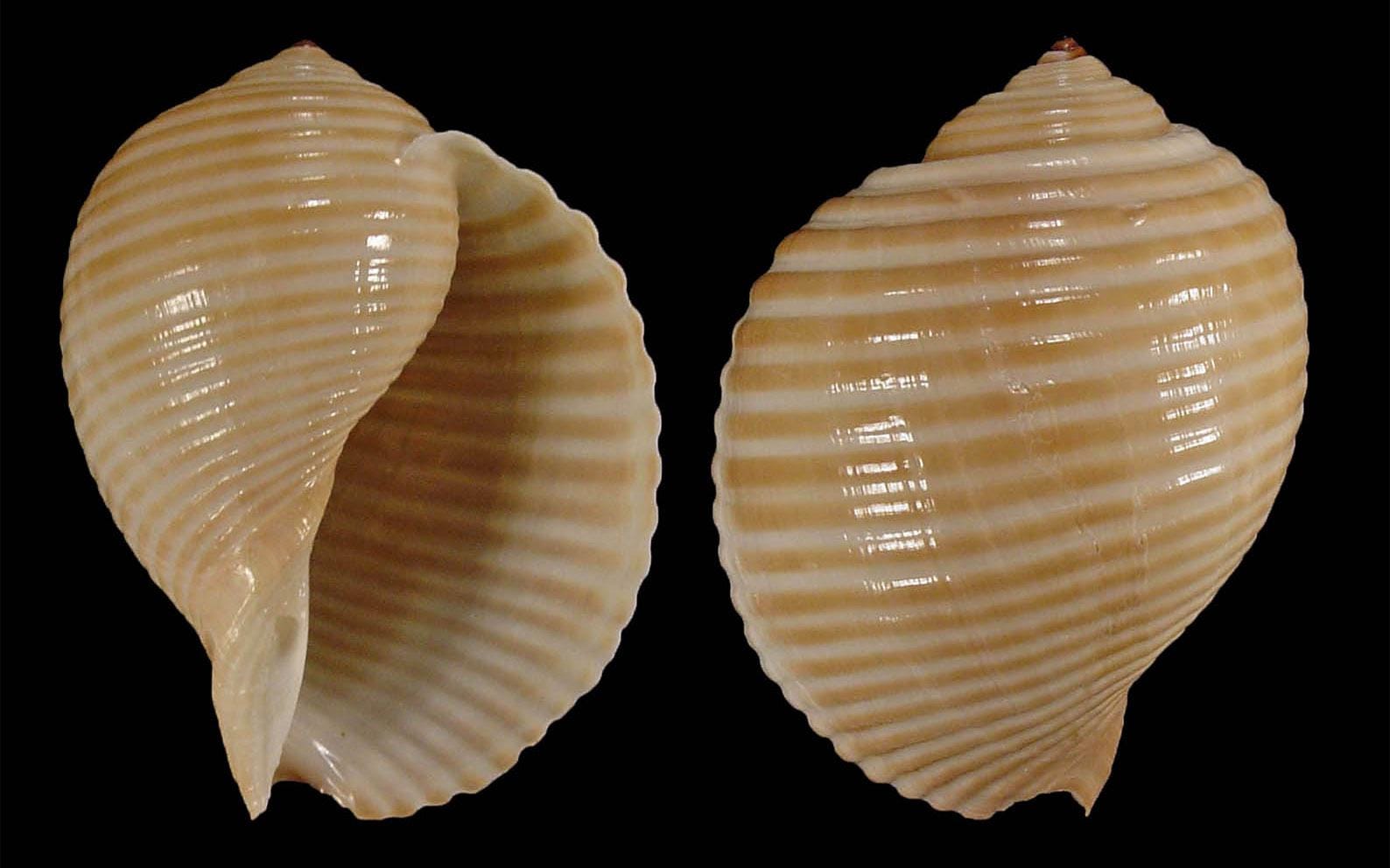 Tonna Galea, Seashells Scientific Collection, Tun Shells, Seashell for ...