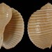 Tonna Galea, Seashells Scientific Collection, Tun Shells, Seashell for ...
