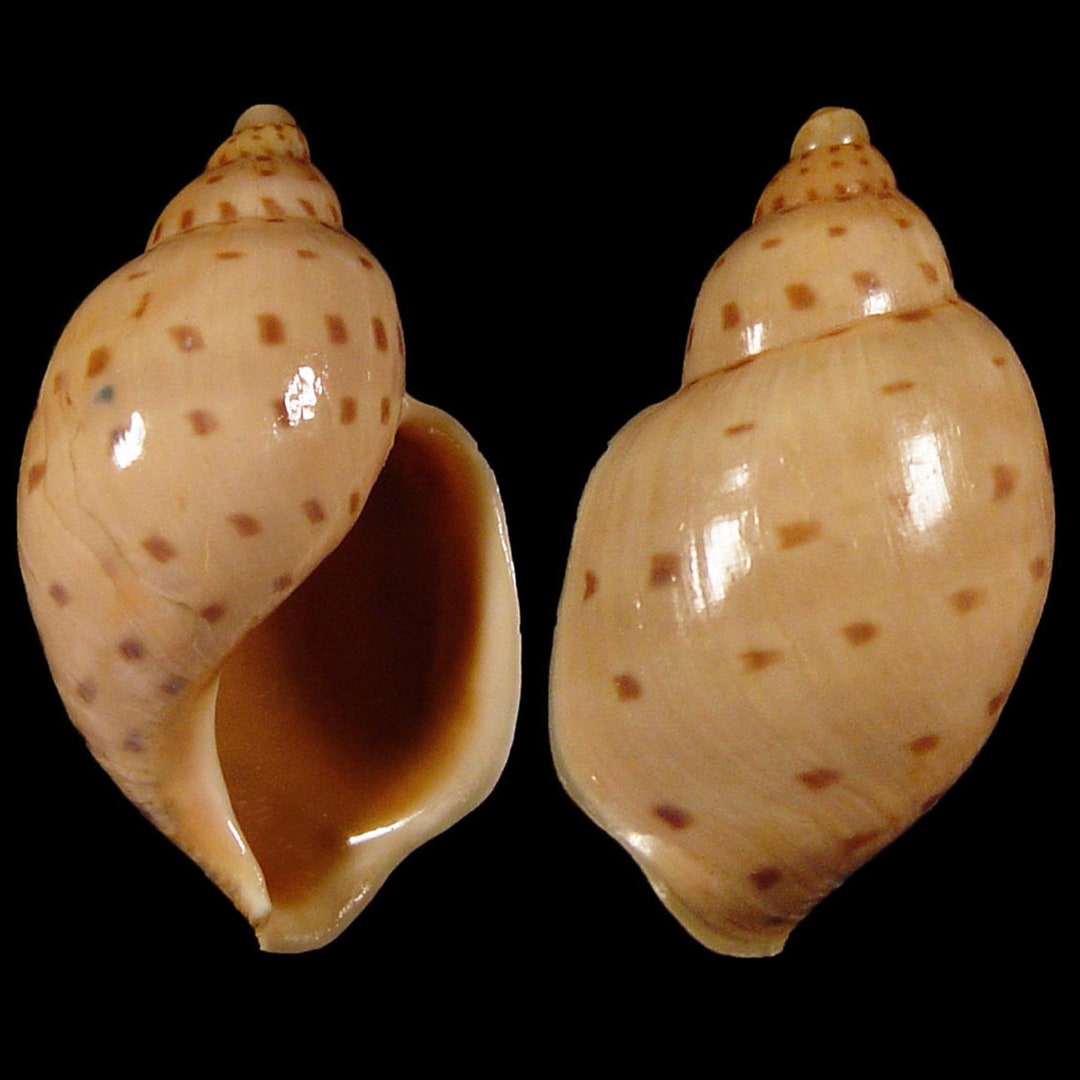 Ampulla Priamus Seashell , Seashells Scientific Collection, Volute ...