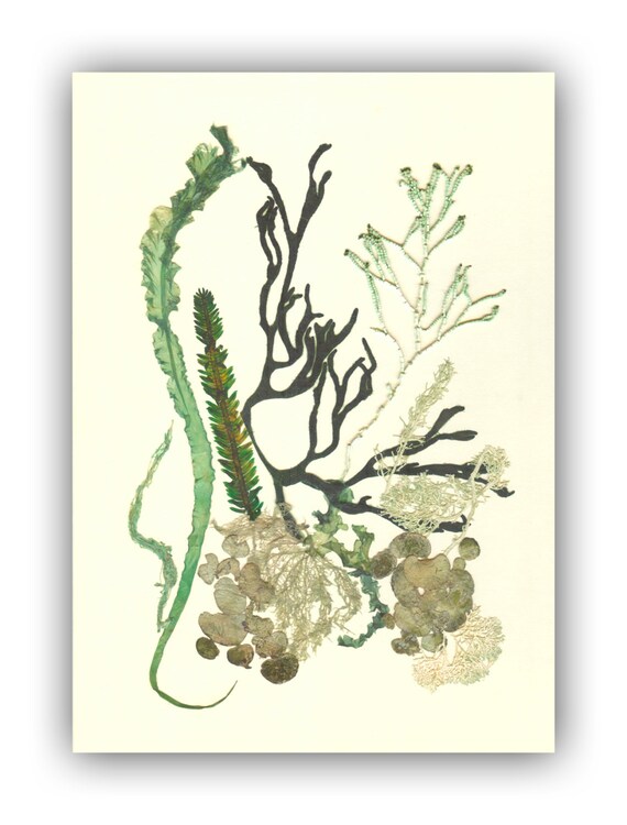 Pressed Seaweed Art
