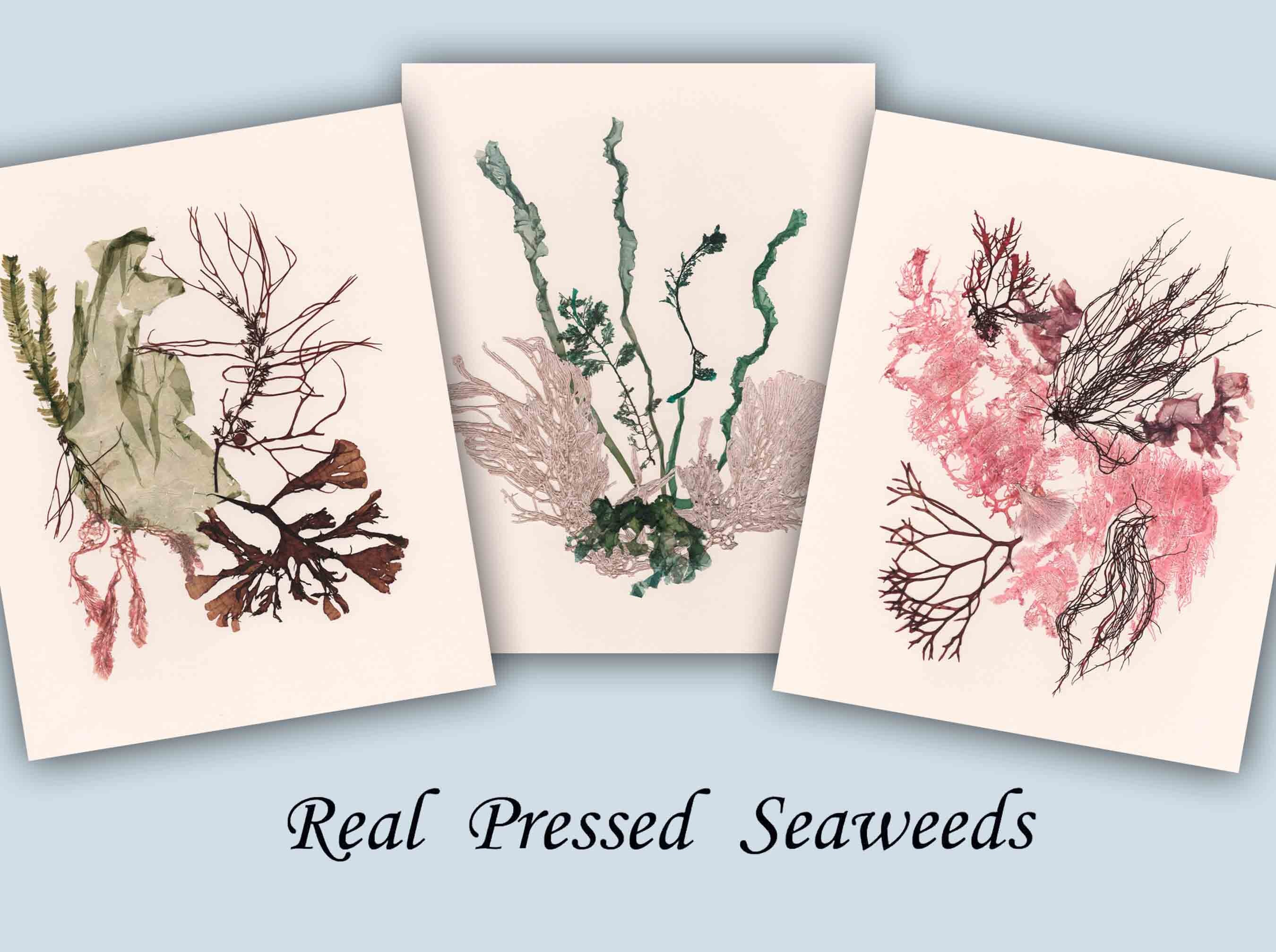 Pressed Seaweed Art
