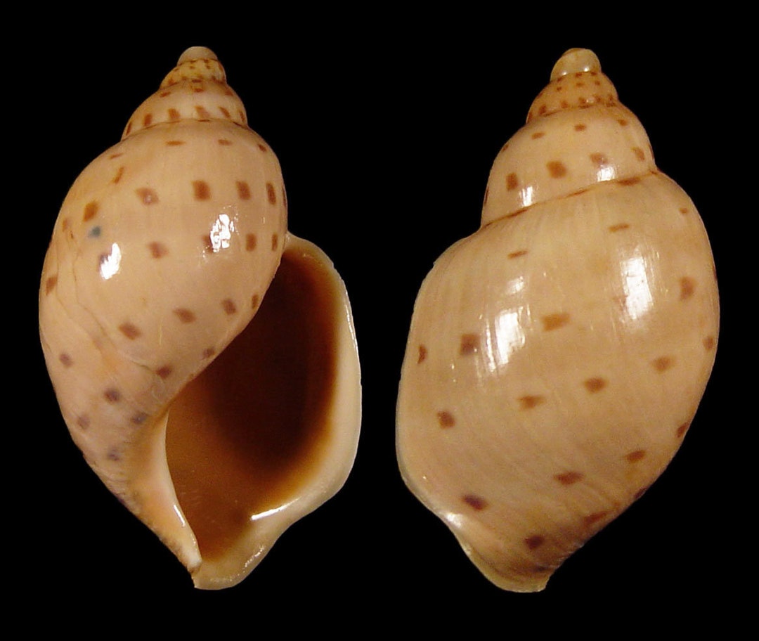 Ampulla Priamus Seashell Seashells Scientific Collection - Etsy