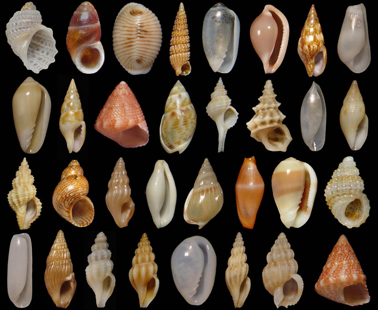 Types Of Seashells