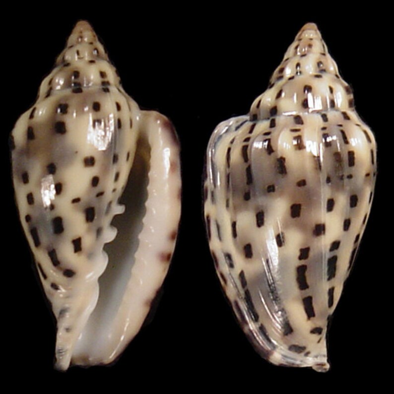 Glabella Pseudofaba, Seashells Scientific Collection, Margin Shell ...