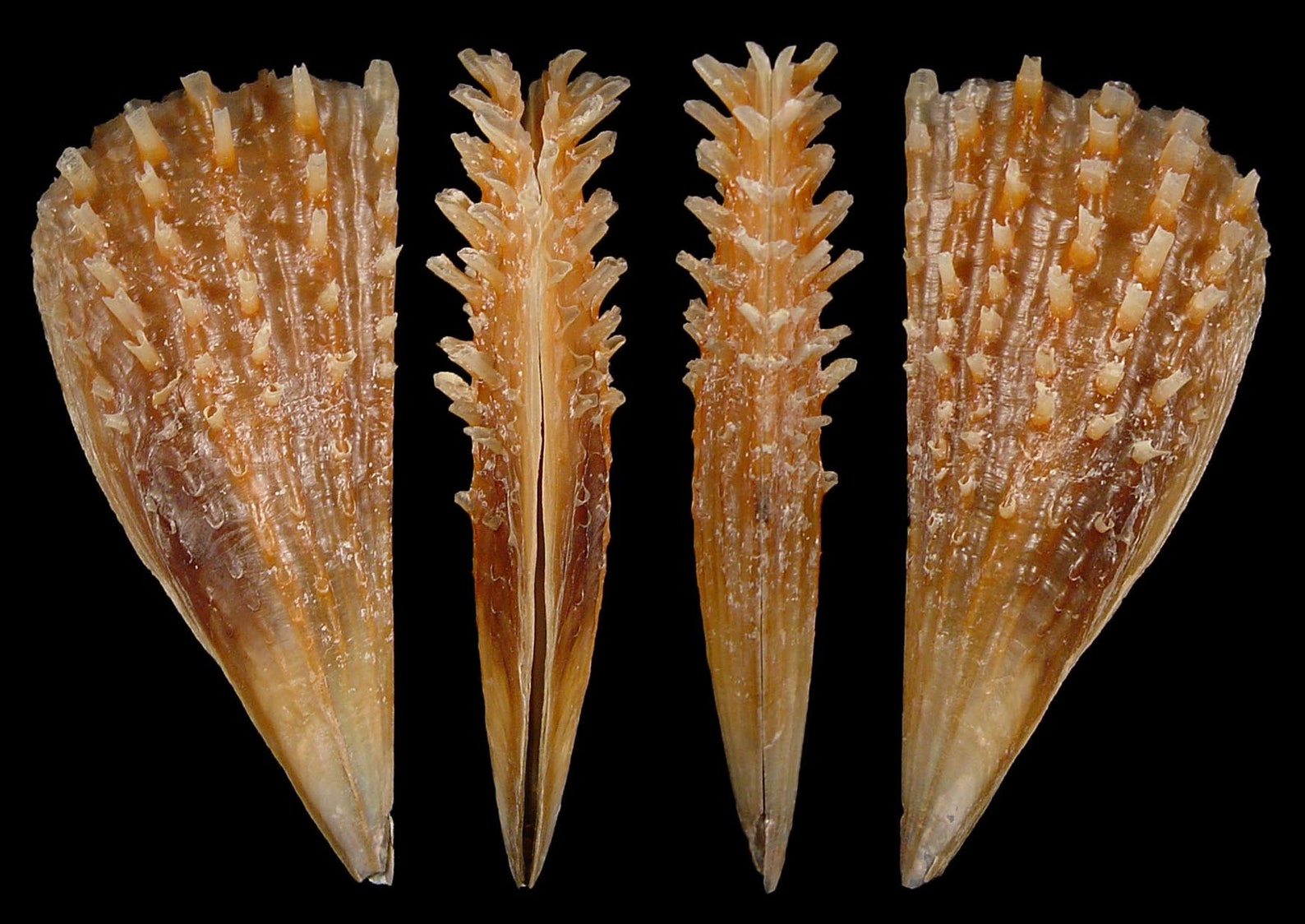 Pinna Rudis Seashell, Seashells Scientific Collection, Spiny Pen ...