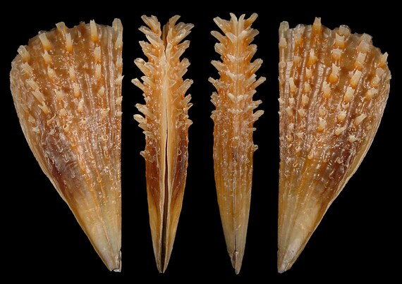 Pinna Rudis Seashell Seashells Scientific Collection Spiny - Etsy